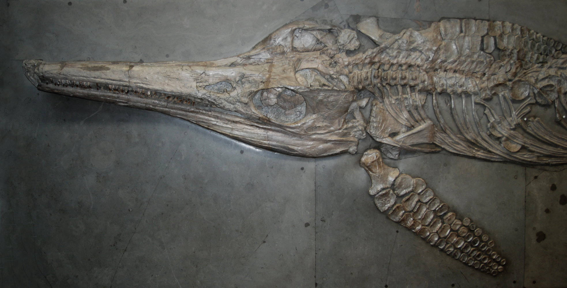 Temnodontosaurus Fossils